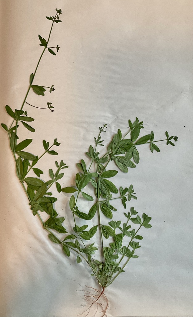 Hairy bedstraw from Bastrop County, TX, USA on April 27, 2023 at 09:58 ...