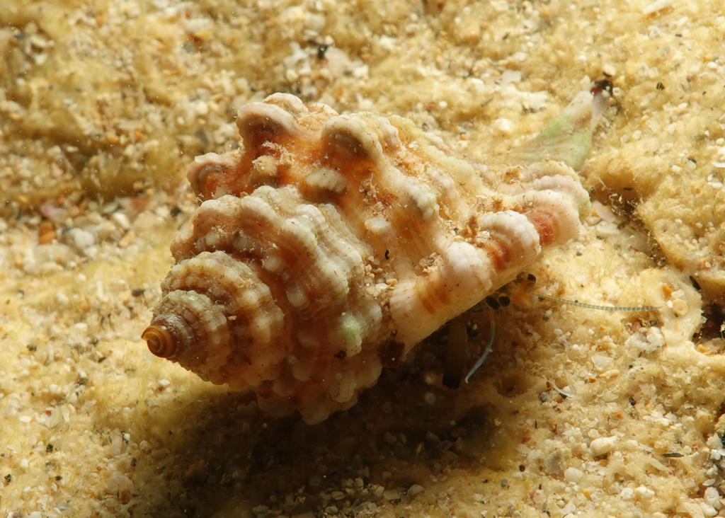 Monoplex exaratus from Bundegi, Exmouth, WA, Australia on April 23, 2023 at 03:47 PM by Glen ...