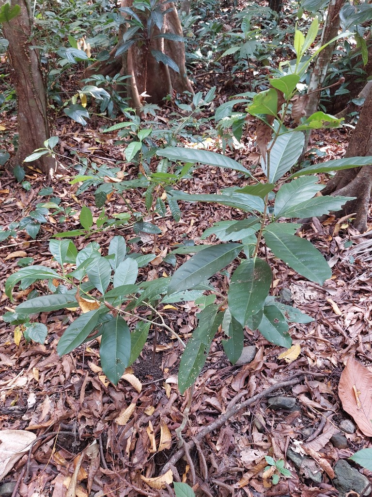 Native Olive in April 2023 by 胡正恆(Jackson Hu) · iNaturalist