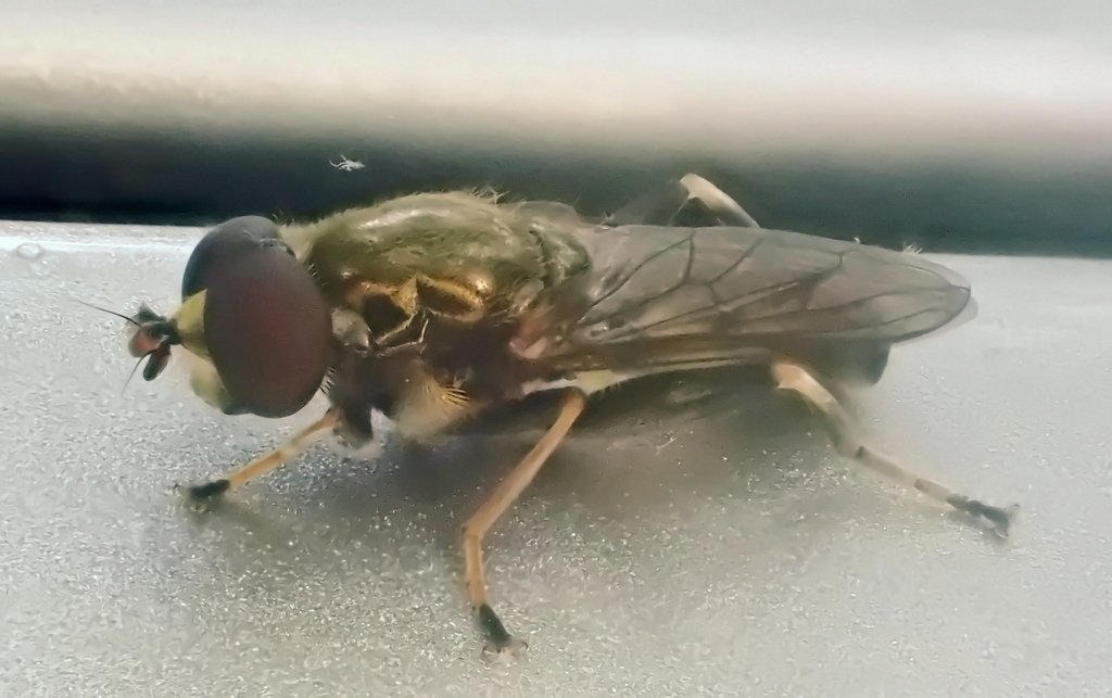 Four-spotted Leafwalker from Silverleaf Terrace, Richmond, VA 23236 ...