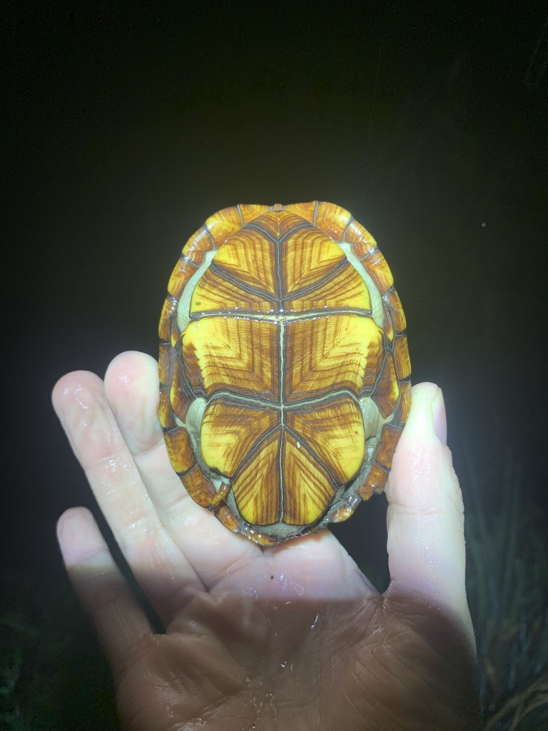 Eastern Mud Turtle in April 2023 by Justin · iNaturalist