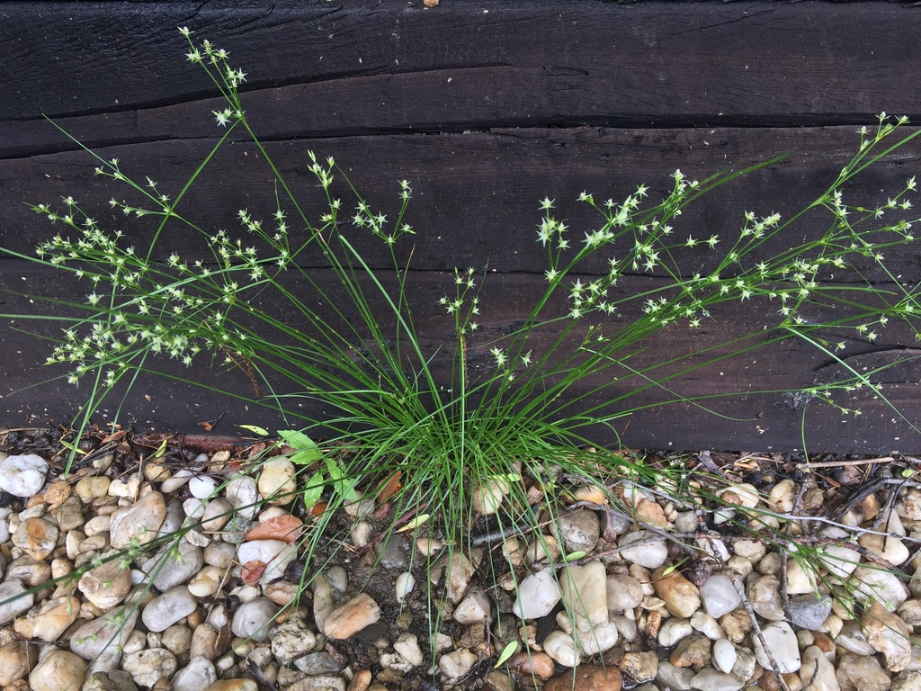 Slender Path Rush from La Vale, MD 21502, USA on May 28, 2018 at 11:22 ...