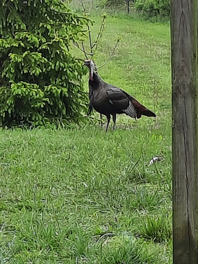 Wild Turkey from Poplar Level, Louisville, KY, USA on April 28, 2023 at ...