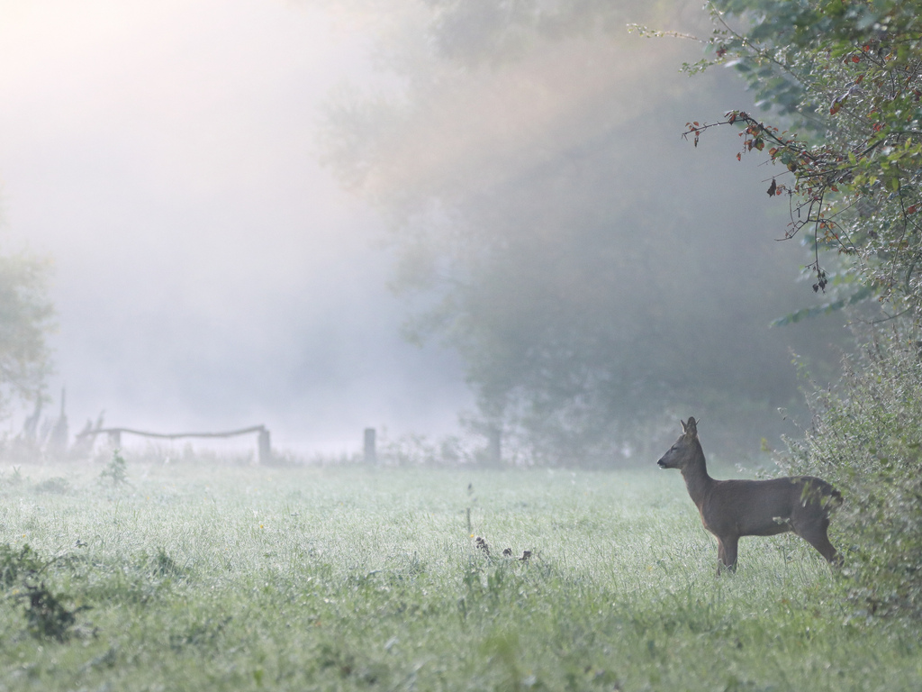 European Roe Deer from Duisburg, DE-NW, DE on November 12, 2021 at 09: ...