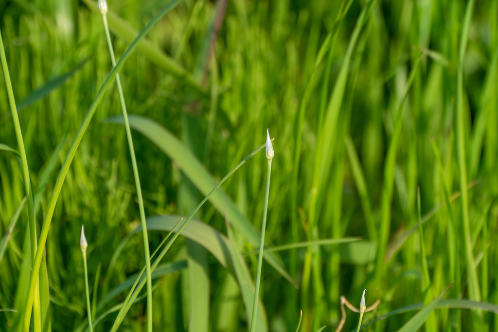 Allium macrostemon from 日本、東京都多摩市一ノ宮 on April 28, 2023 at 04:46 PM by ...