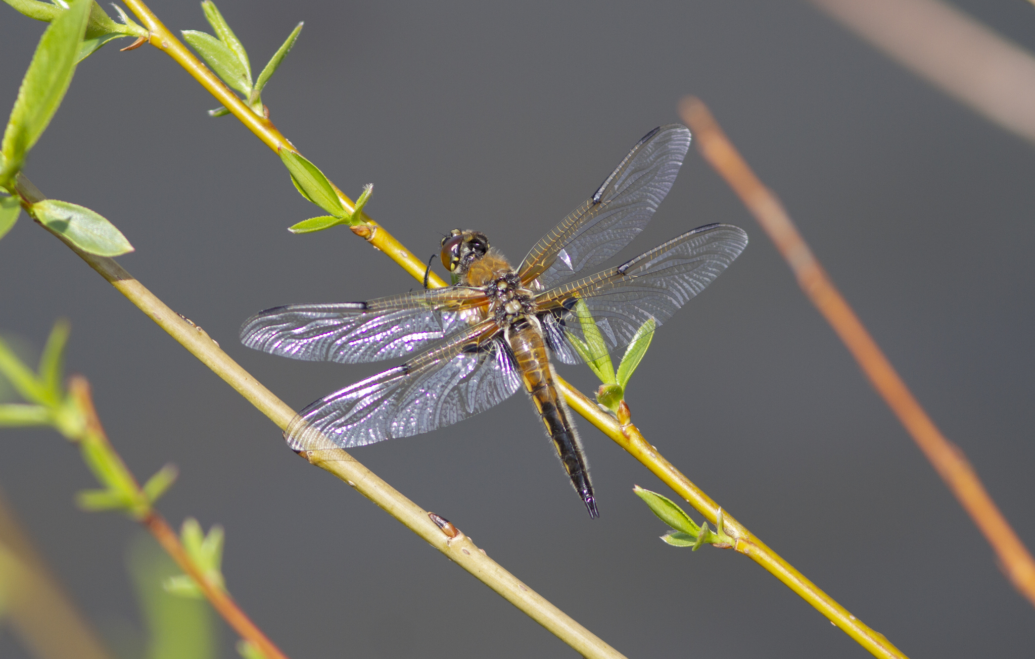 Libellula quadrimaculata Linnaeus, 1758