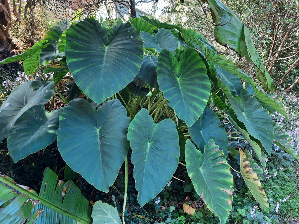 Taro from Ōakura, New Zealand on April 28, 2023 at 12:08 PM by chauncy ...