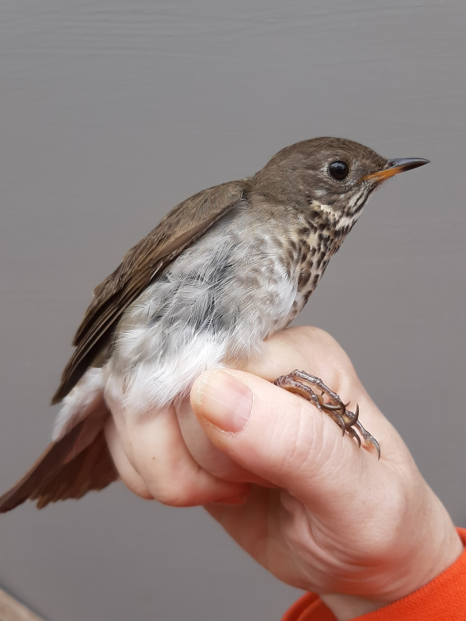 Catharus minimus (Lafresnaye, 1848)
