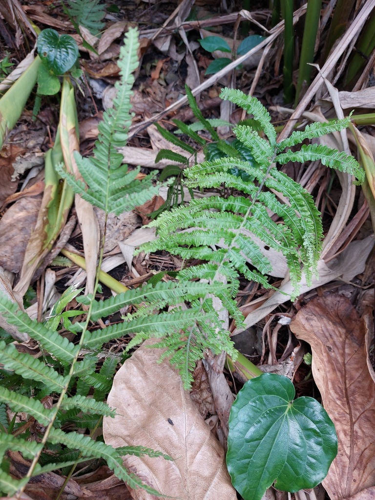 Christella acuminata from 台灣台東縣 on April 06, 2023 at 02:27 PM by 胡正恆 ...
