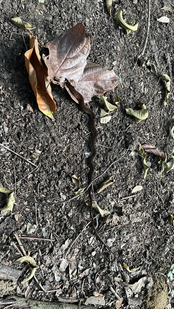 Barred Forest Racer in April 2023 by Frank van der Most · iNaturalist