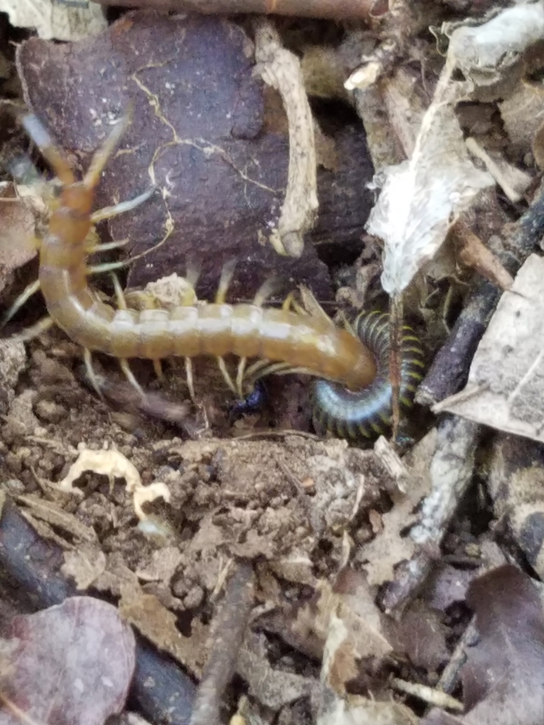 Caribbean Giant Centipede from Banyan Terrace, Key Largo, FL 33037, USA ...