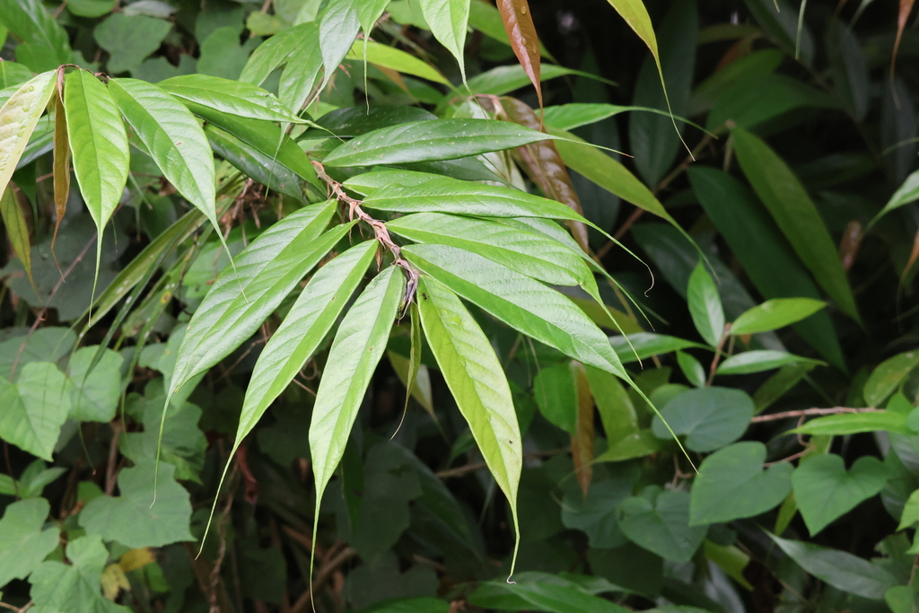 Ficus beccarii from Kinabalu Park, Ranau, Sabah, 馬來西亞 on March 31, 2023 at 11:45 AM by 呂一起(Lu i ...