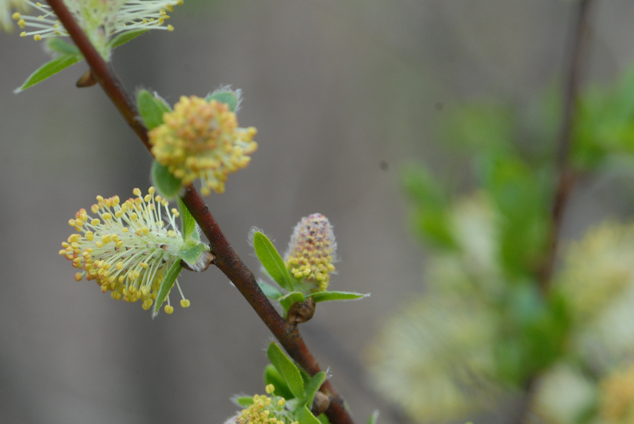Salix myrsinifolia Salisb.