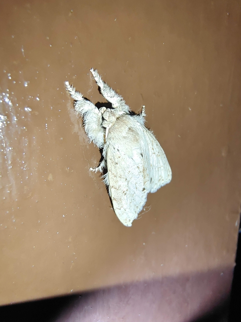 Calliteara angulata from Adeline's Villa on April 20, 2023 at 12:46 AM ...