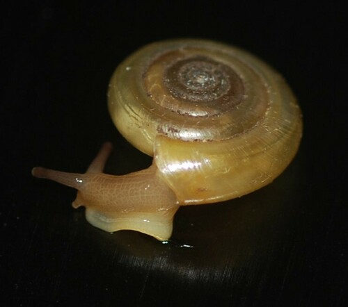 Happia zeteki · NaturaLista Colombia