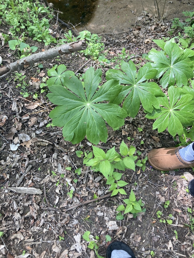 mayapple from Dubray Dr, Saint Peters, MO, US on April 28, 2023 at 10: ...