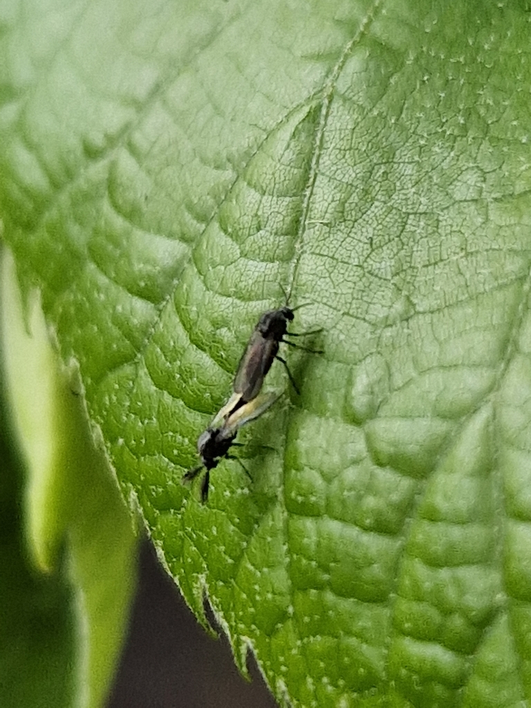 Biting Midges from Battersea Park, London SW11 4NJ, UK on April 28 ...
