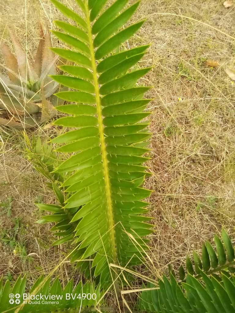 Natal Giant Cycad (Encephalartos natalensis) - Botanical Realm