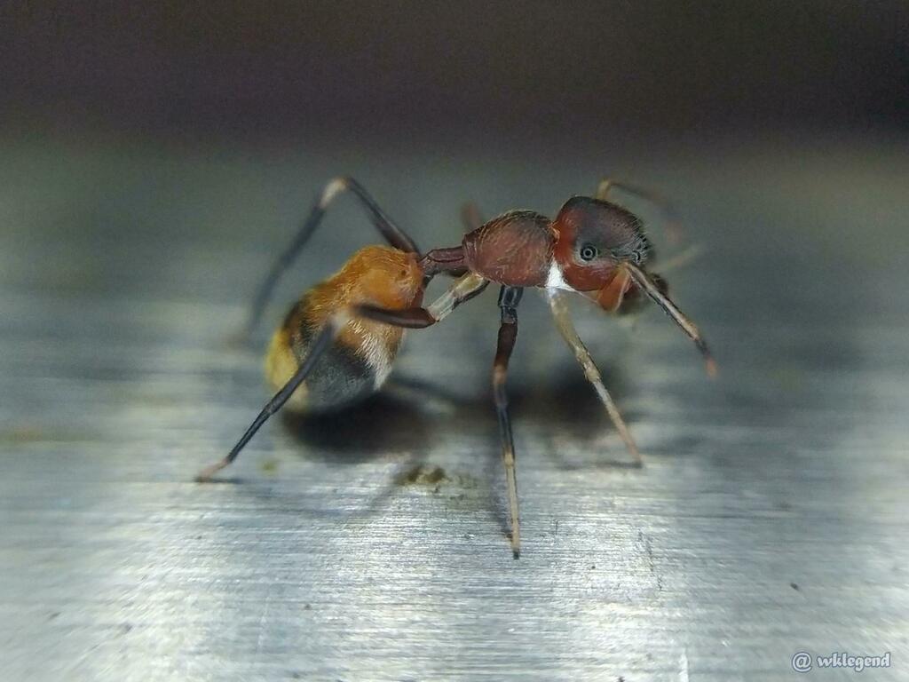 Myrmarachne formosana from 香港藍田 on April 28, 2023 at 10:00 AM by ...