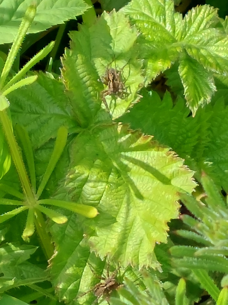Thin-legged Wolf Spiders from Formby, Liverpool, UK on 28 April, 2023 ...