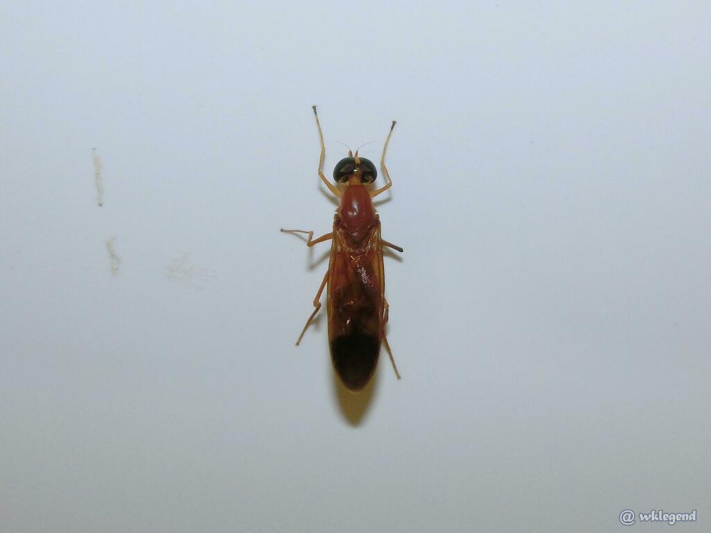 Ptecticus aurifer from 香港藍田 on April 28, 2023 at 12:23 PM by wklegend ...