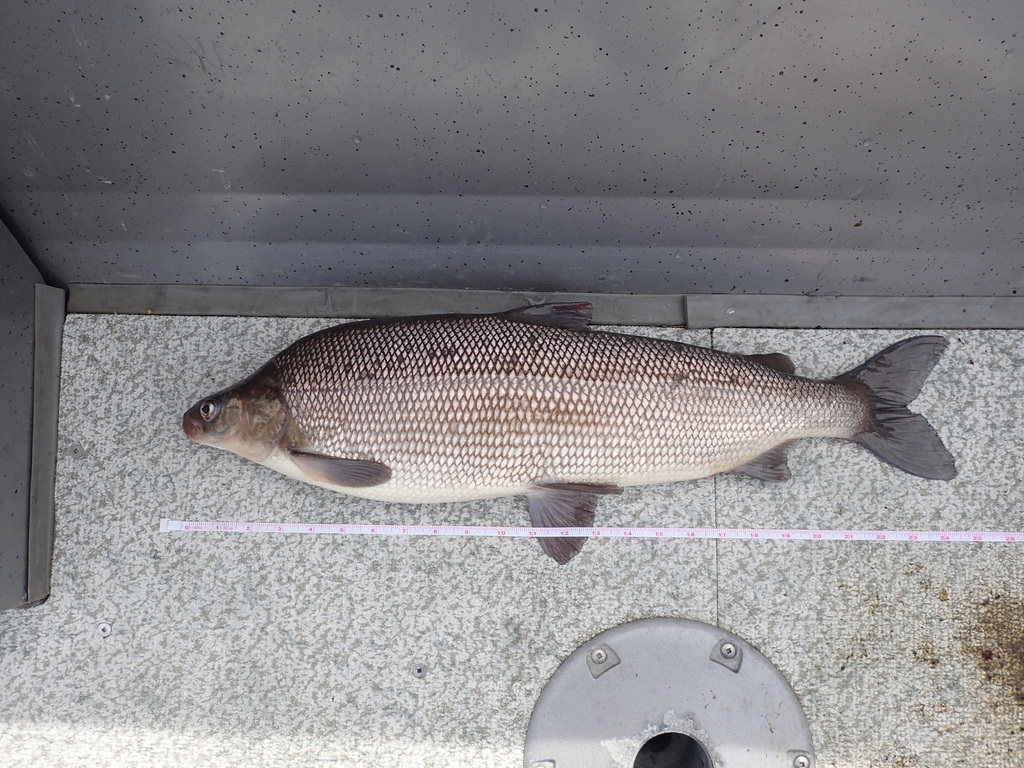 Whitefishes (Coregoninae) - Marine Life Identification