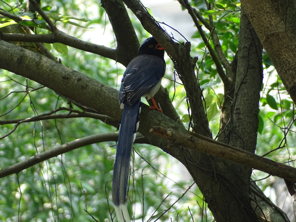 Red-billed Blue-Magpie from Hung Hom, Hong Kong on April 28, 2023 at 12 ...
