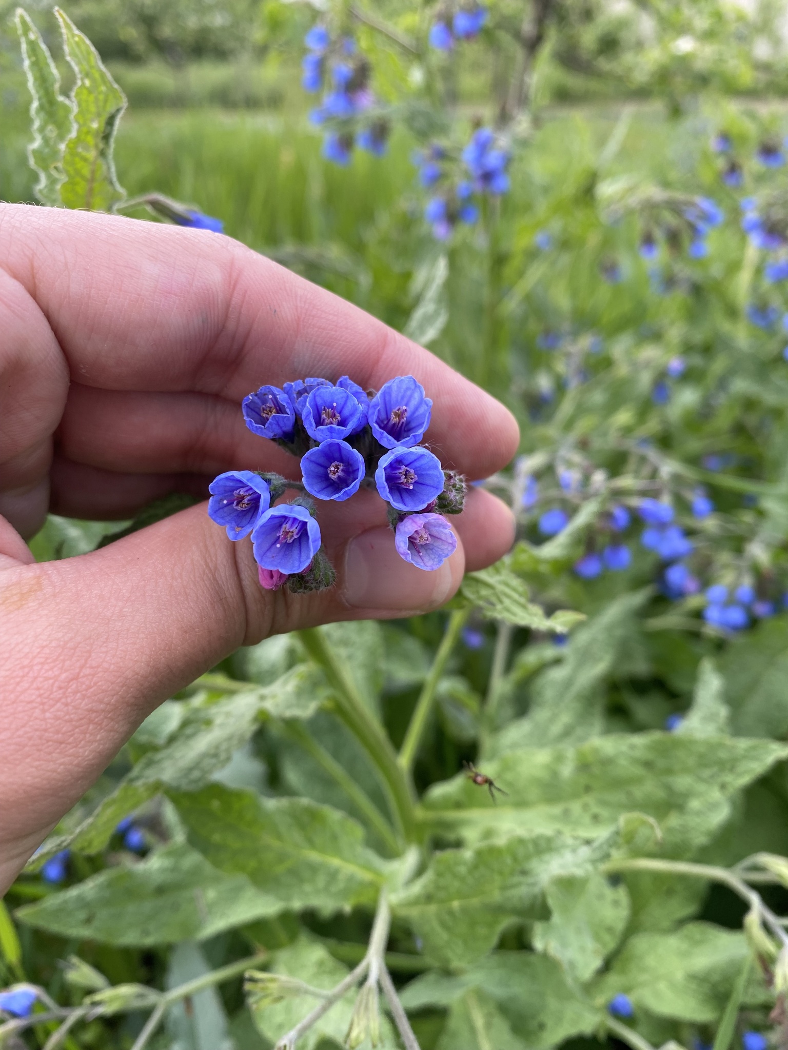 Symphytum asperum Lepech.
