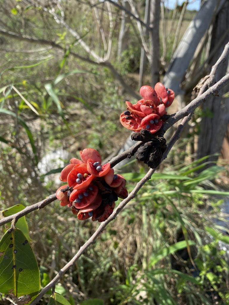 Xylopia aromatica from Boa Vista, RR, BR on April 28, 2023 at 08:40 AM ...
