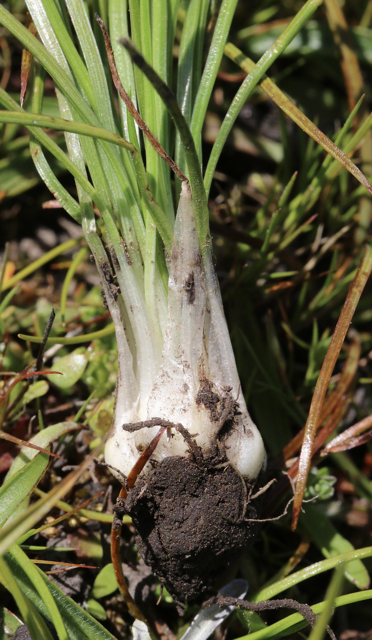 Isoetes L.