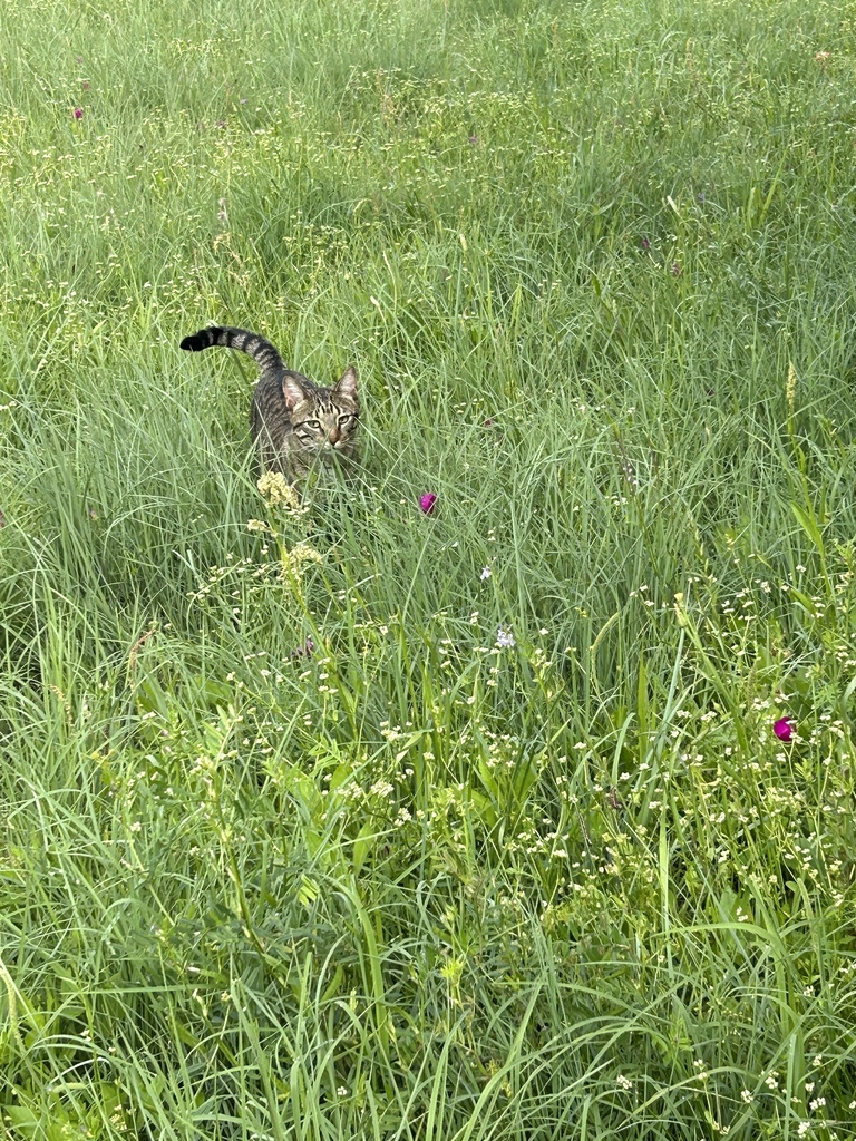 Domestic Cat from Rendon, TX, USA on April 28, 2023 at 10:09 AM by ...