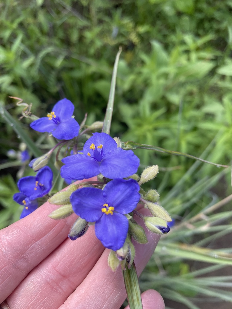 Western Spiderwort from Mountain View Ln, Kennedale, TX, US on April 28 ...