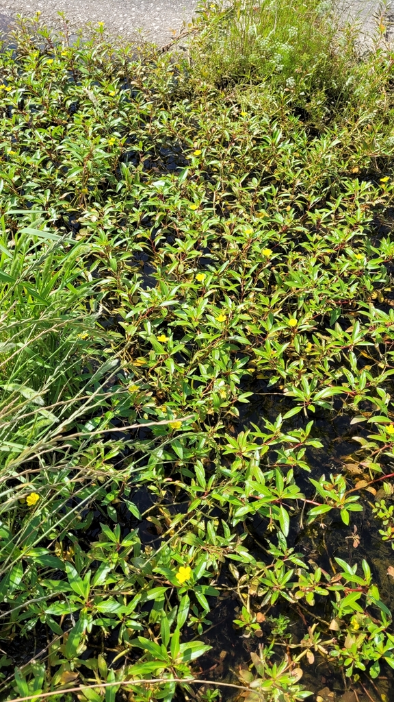 floating primrose-willow by Brian Beebe · iNaturalist