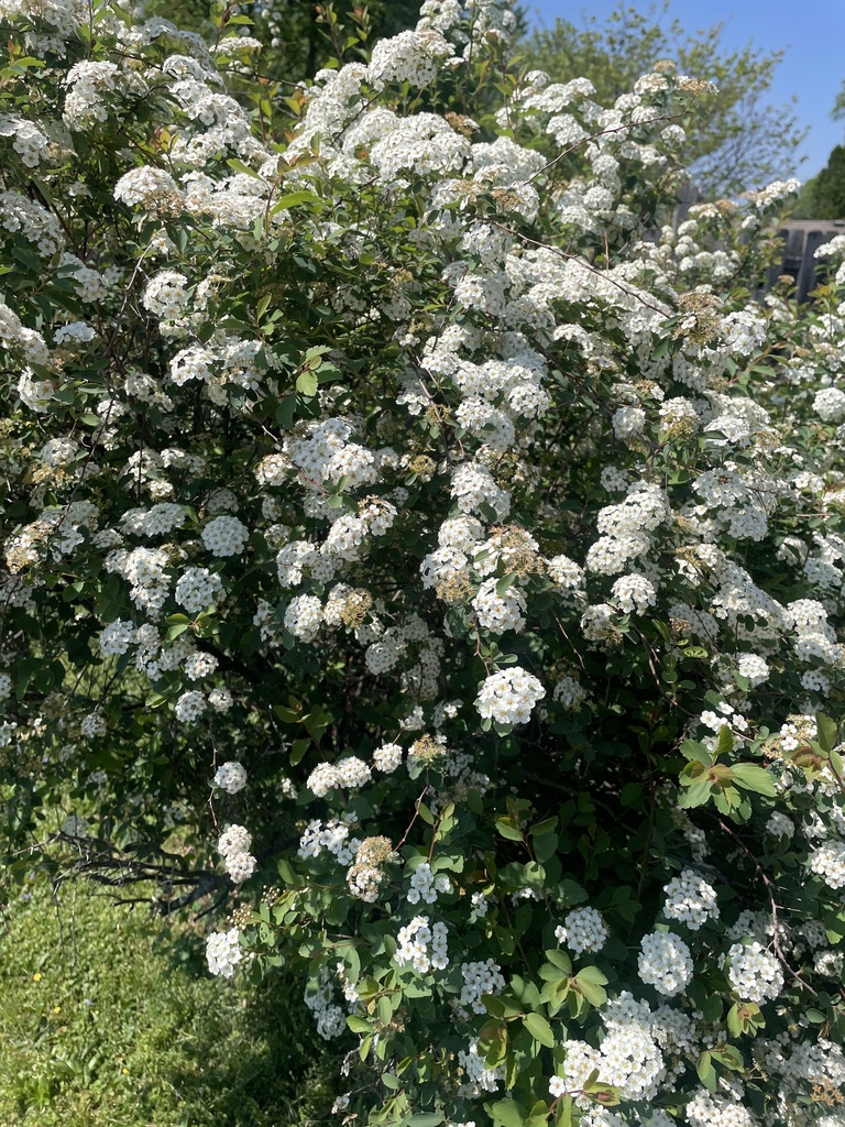 multiflora rose from French Ave, Louisville, KY, US on April 28, 2023 ...