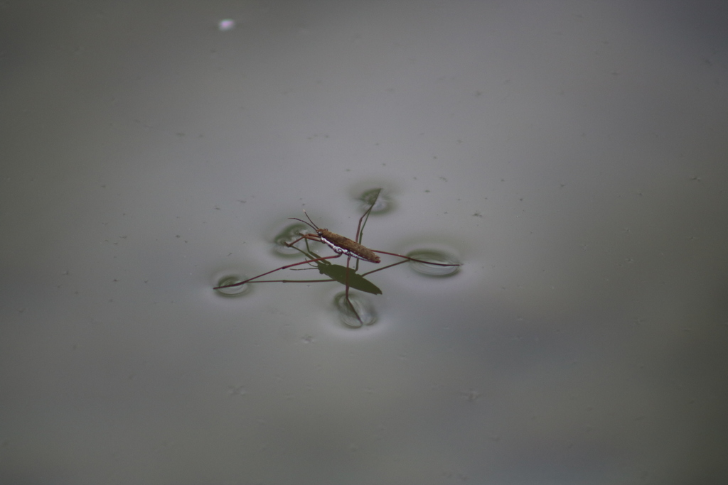 Common Water Strider from Medway, London, ON, Canada on April 28, 2023 ...