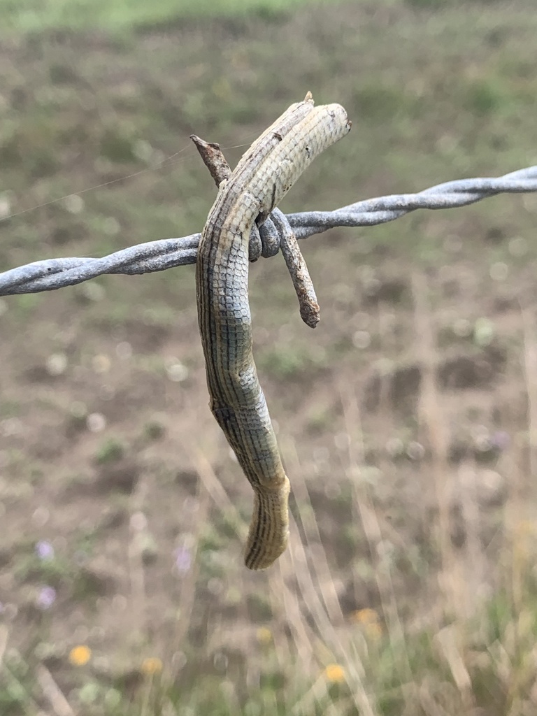 Slender Glass Lizard in April 2023 by Dan Walker · iNaturalist