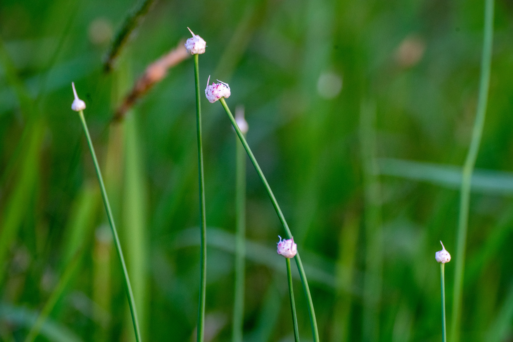 Allium macrostemon from 日本、〒183-0034 東京都府中市住吉町 on April 28, 2023 at 06: ...