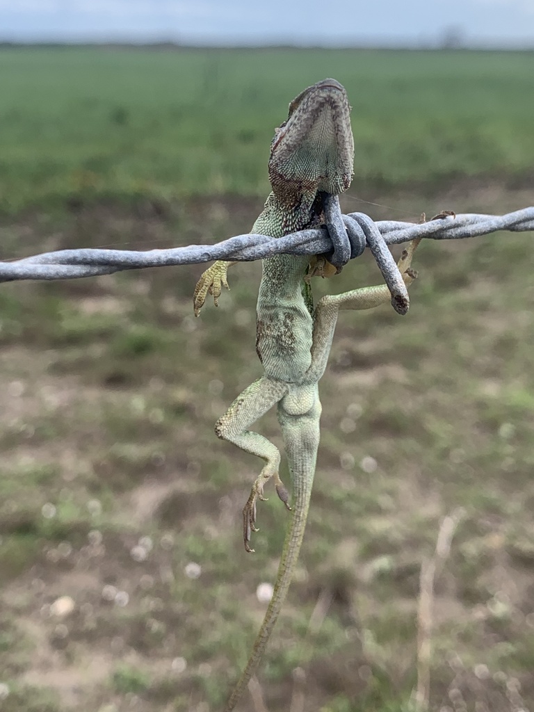 Green Anole from Port Lavaca, TX, US on April 27, 2023 at 02:48 PM by ...