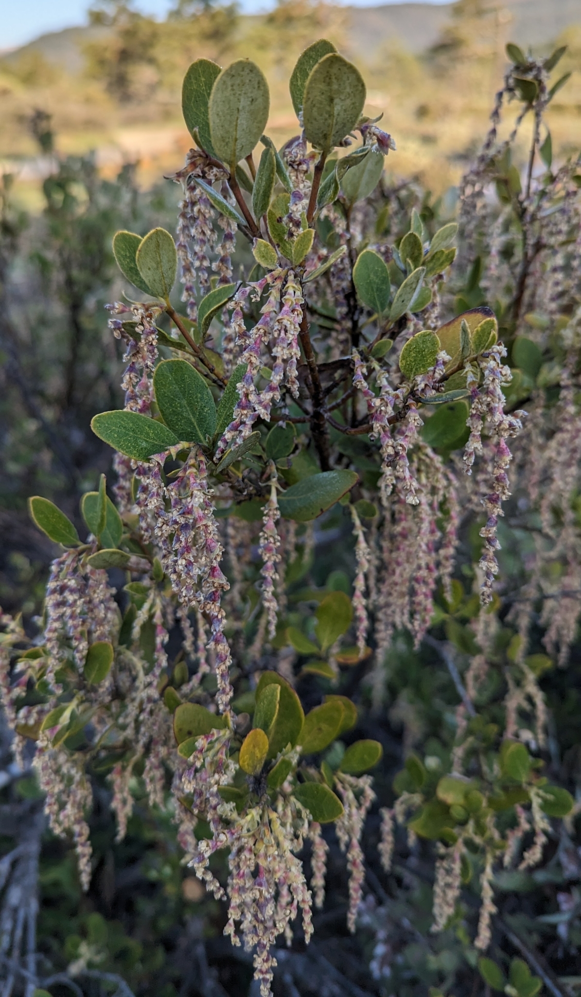 Garrya buxifolia A.Gray
