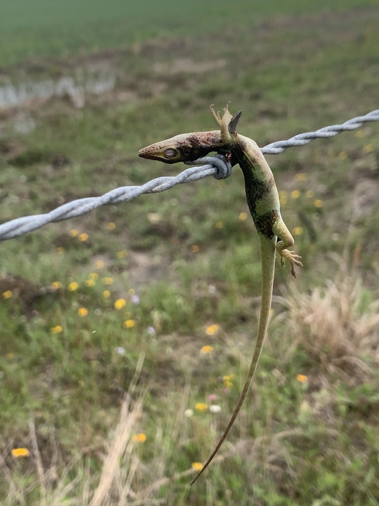 Green Anole from Port Lavaca, TX, US on April 27, 2023 at 02:46 PM by ...
