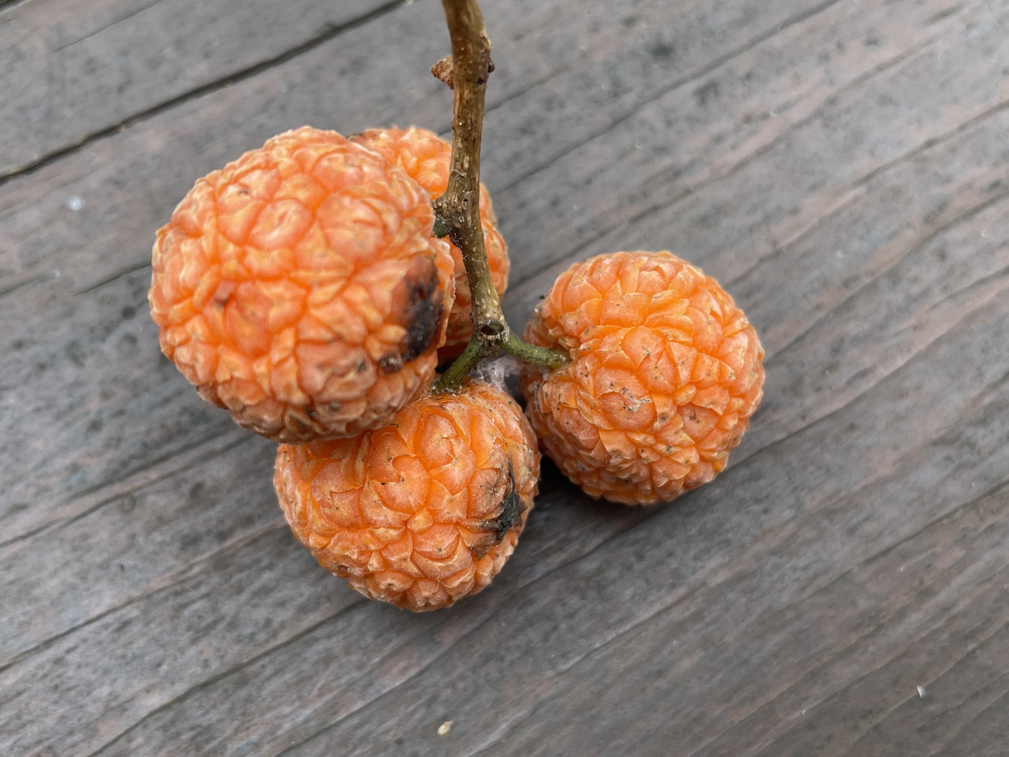 Maclura cochinchinensis (Lour.) Corner