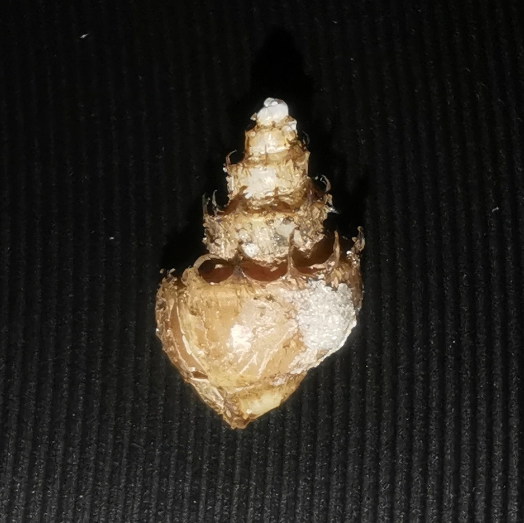 Neoiphinoe unicarinata from 中国山东省青岛市崂山区 on April 15, 2023 at 11:13 PM by chistkarran. Trawled in ...