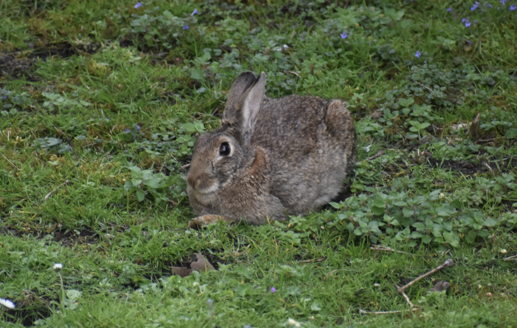 European Rabbit from Invalides, 75007 Paris, France on April 28, 2023 ...
