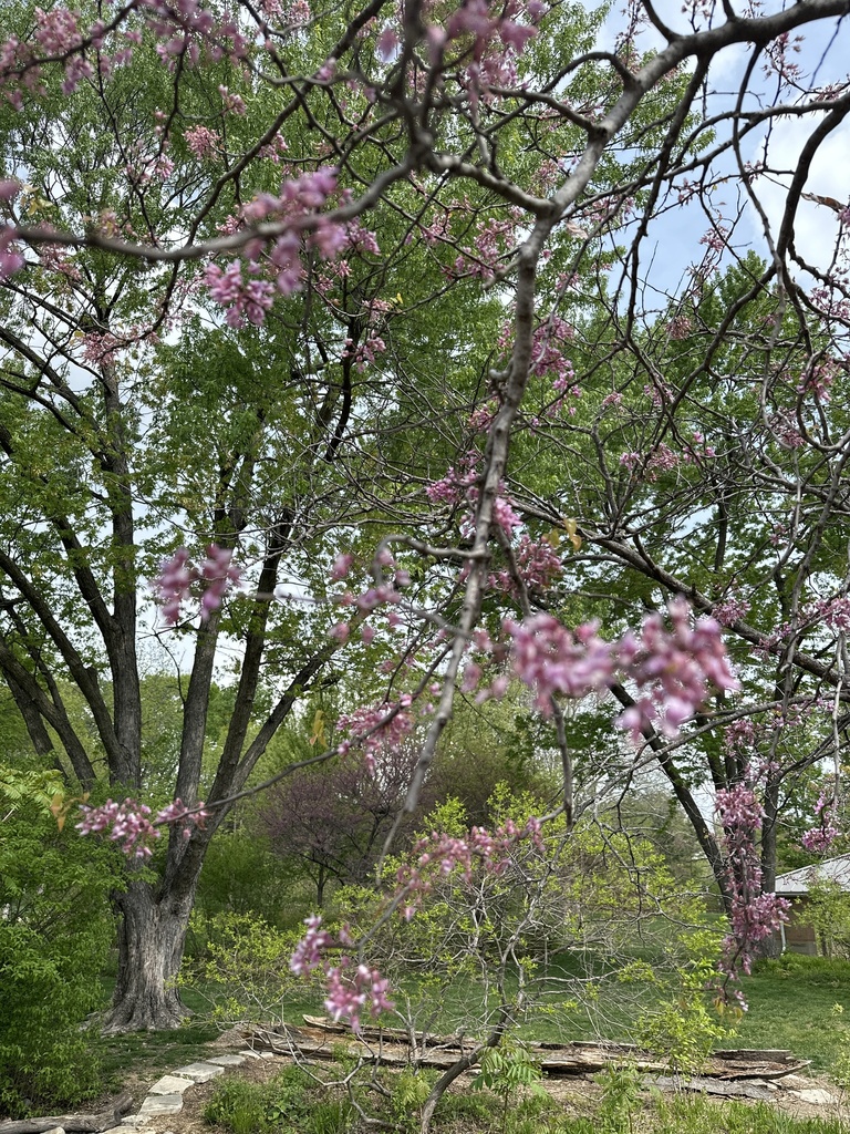 eastern redbud from Troost Ave, Kansas City, MO, US on April 28, 2023 ...