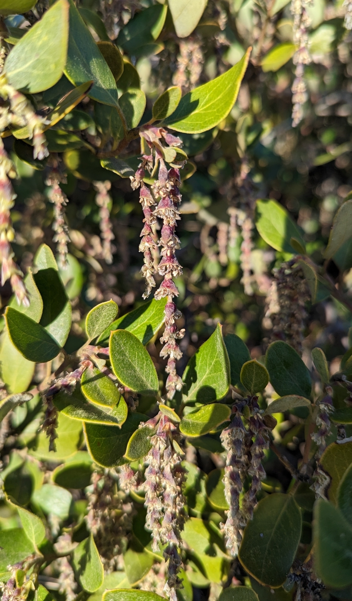 Garrya buxifolia A.Gray