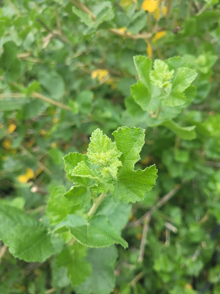 chaparral bush-mallow from Rolando Park, San Diego, CA 92115, USA on ...