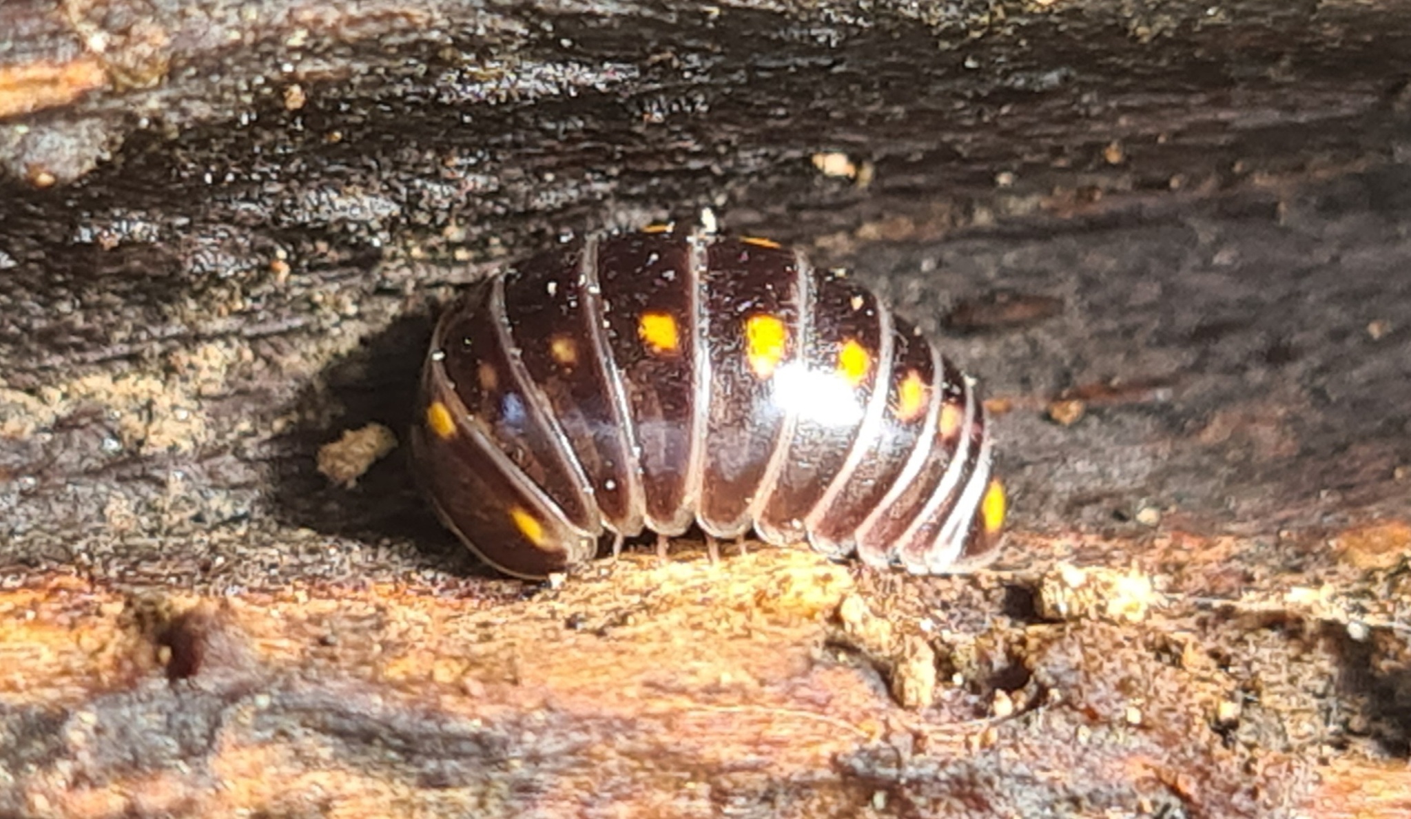 Glomeris pustulata (Fabricius, 1781)
