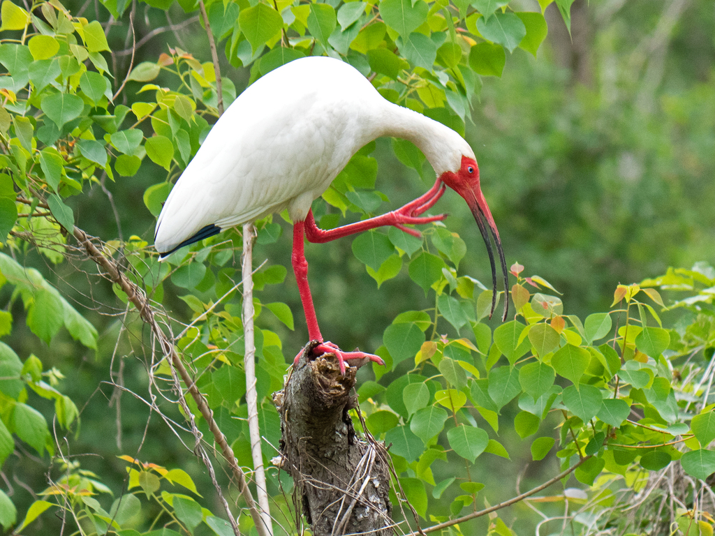 White Ibis from Brazos Bend State Park, Fort Bend County, TX, USA on ...