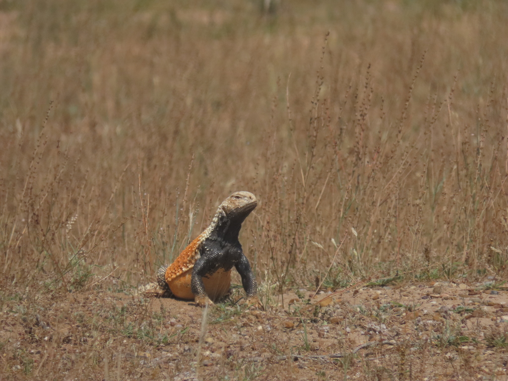 Mesopotamian Spiny-tailed Lizard from Khuzestan Province, Iran on April ...