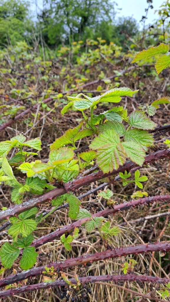brambles from East Riding of Yorkshire, England, GB on April 28, 2023 ...
